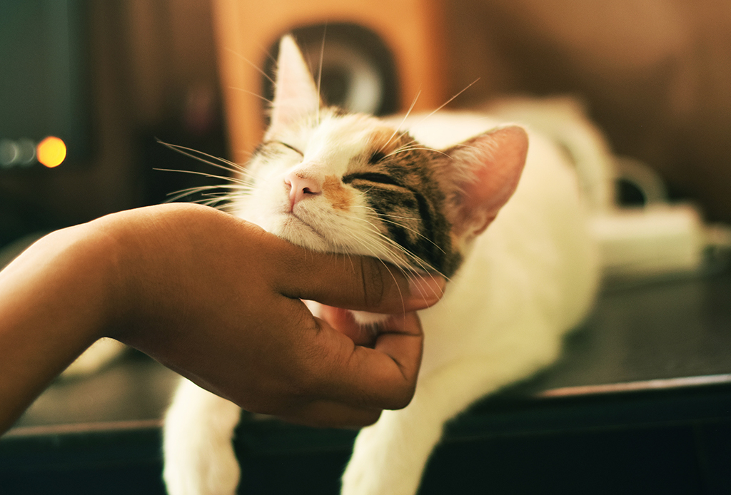 Esto es lo que debes hacer para prevenir un golpe de calor en tu gatito