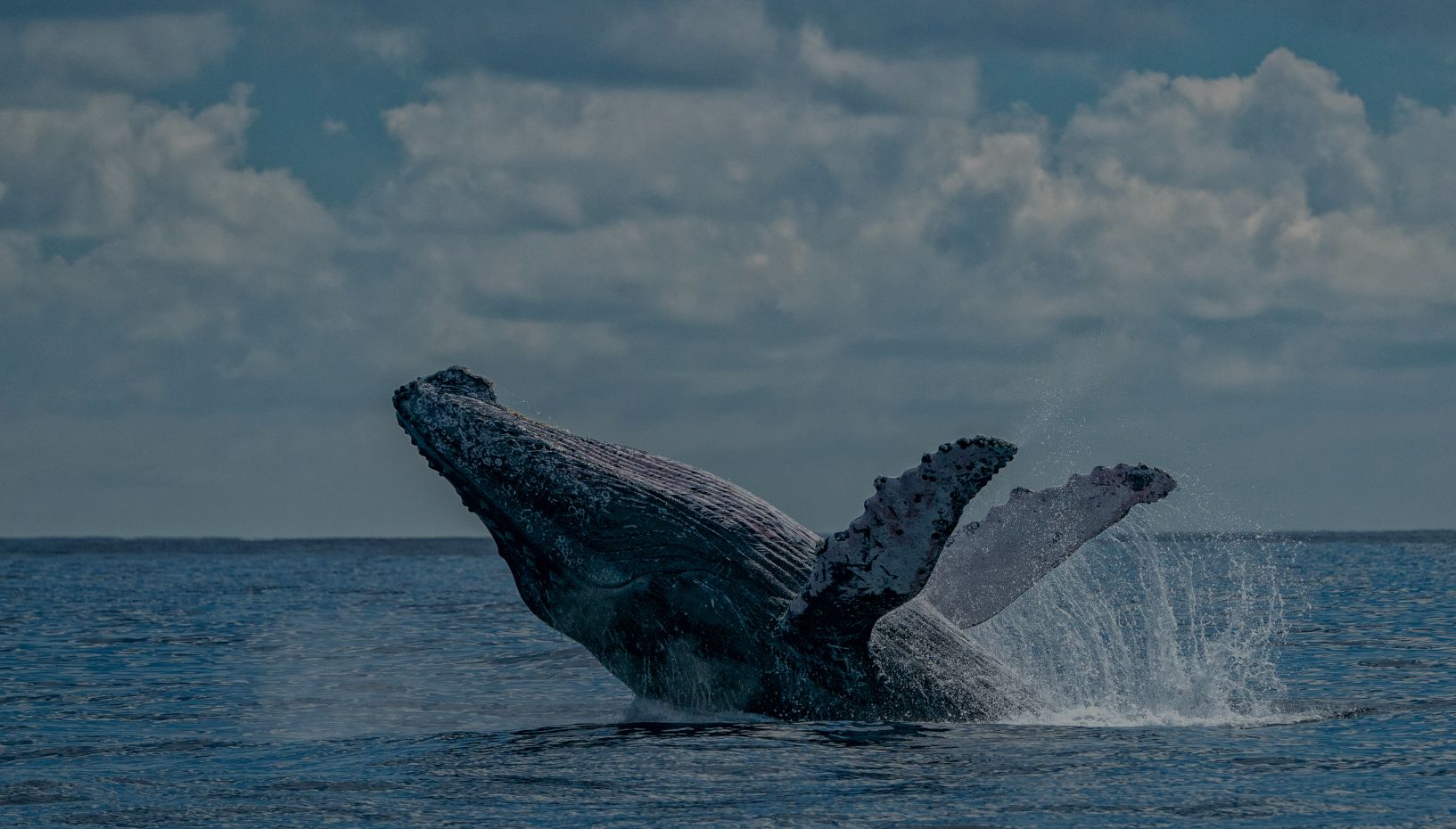Todo sobre la temporada de ballenas en México