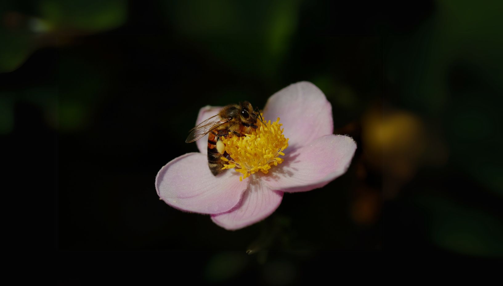 Flores que las abejas aman y puedes tener en casa para ayudarlas